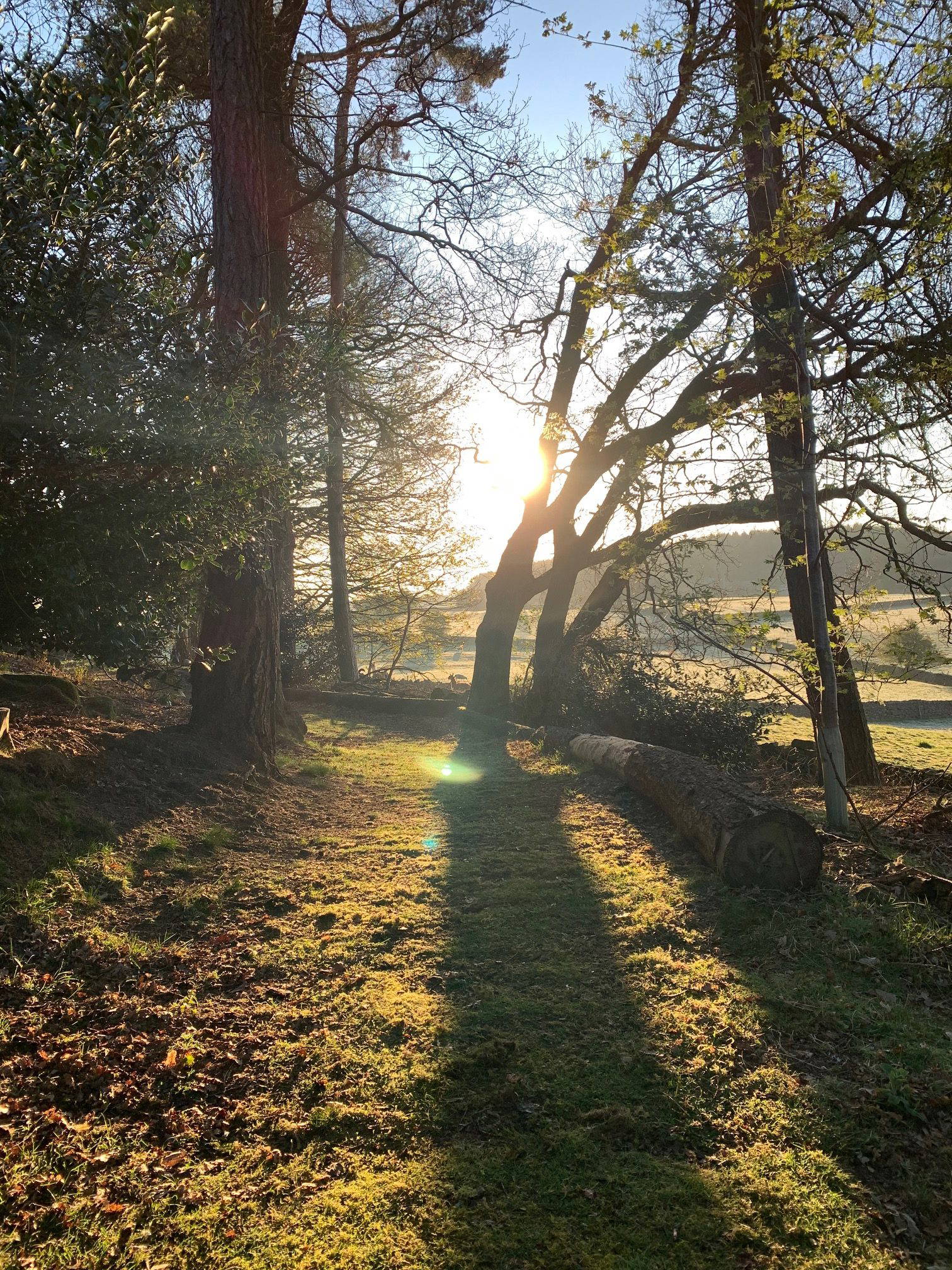 The Birds & The Trees - Warren Forest Park