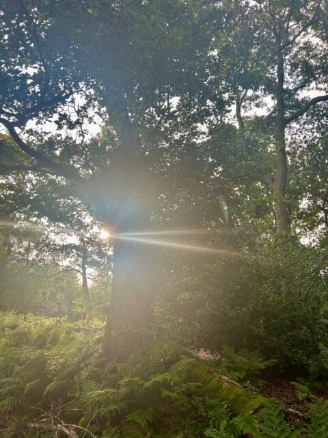 Our Woodland Walks - Warren Forest Park